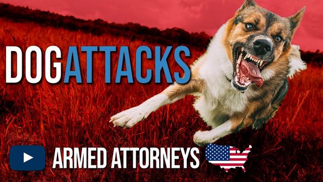 How to Protect Your Dog from an Aggressive Person: Tips and Strategies