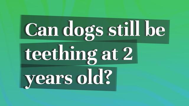 Understanding Dog Teething at 2 Years: What to Expect and How to Help