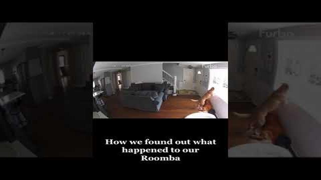 How to Help Your Dog Overcome Fear of Roomba Vacuum Cleaner