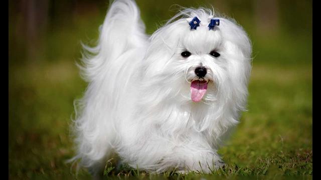 Double Coat vs Single Coat Dog: Which is Best For Your Pet?