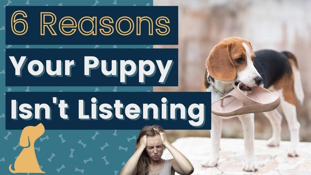 When Do Puppies Start Listening: A Guide to Puppy Training