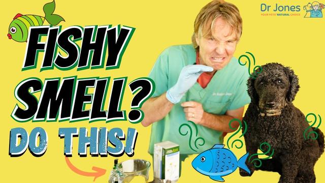 Les raisons pour lesquelles votre chien sent le poisson et comment y ...