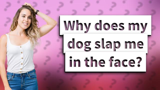 Why Does My Dog Slap Me In The Face: Understanding Canine Behavior