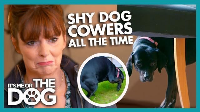 Discovering the Reasons Why Dogs Cower and How to Help Them