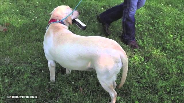 Causas y tratamiento de la inflamación de la base de la cola del perro