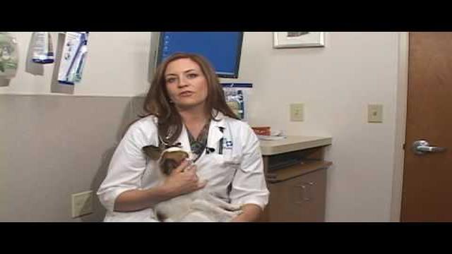 Causes and Treatments for Swollen Toes in Dogs