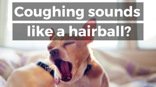 Understanding the Honking Sound Dogs Make When Excited: Explained
