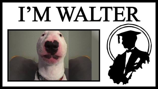 ¿Cuántos años tiene Walter el perro?