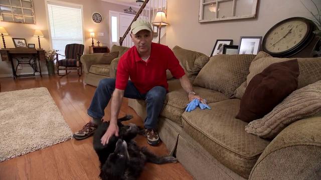 Ultimate Guide: How to Remove Dog Hair from Microfiber Couch