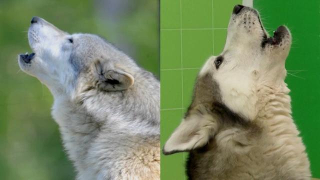 Why Do Dogs Bay: Understanding the Reasons Behind Canine Baying