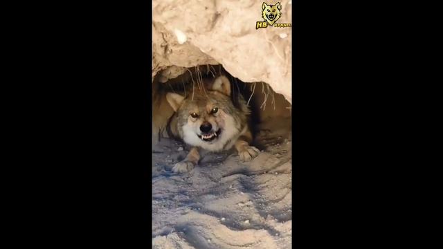 Do Wolves Bark Like Dogs? Uncovering the Surprising Truth