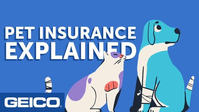 Understanding Geico Homeowners Insurance Dog Breed Restrictions: What ...