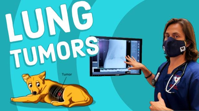 ¿Puede sobrevivir un perro a una perforación pulmonar? Riesgos y ...