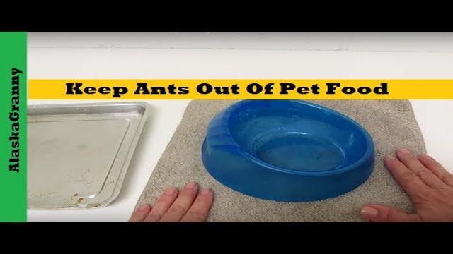 Do Ants Eat Dog Food? Discover the Unexpected Behavior of Ants