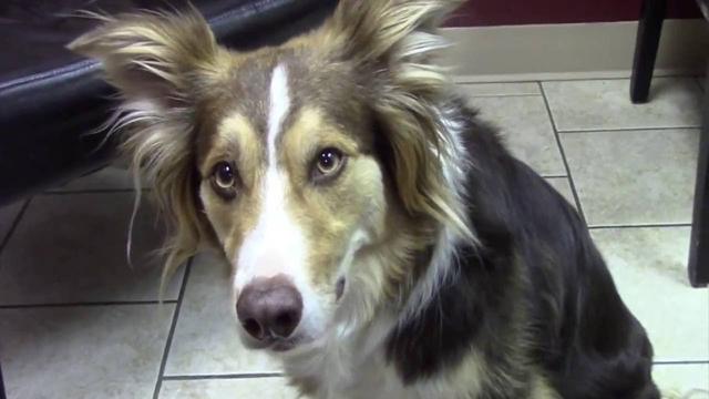 Dog Huffing And Puffing: Understanding the Causes and Solutions