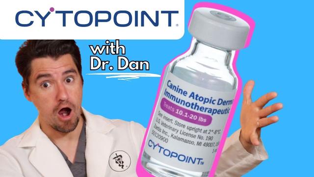 How Long Does Cytopoint Injection Last: Duration and Effectiveness