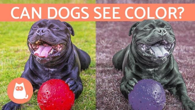 What Color Are Dogs Eyes At Night: Revealing The Mystery