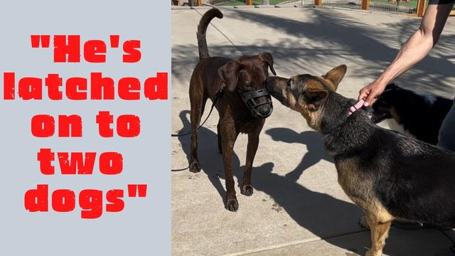 La raza del perro callejero mexicano: un can único y colorido