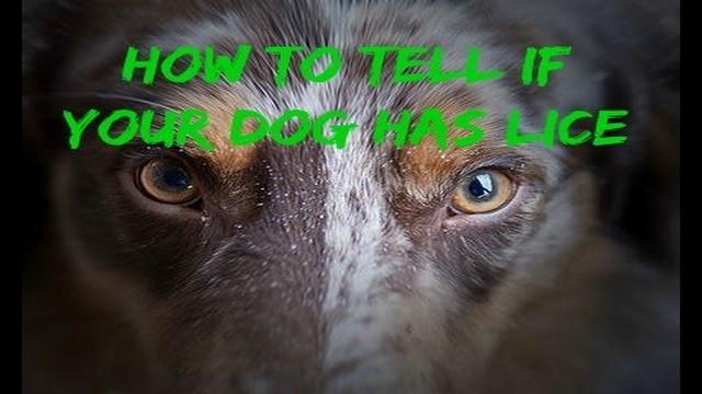 Ce qu'il faut savoir sur les poux du chien