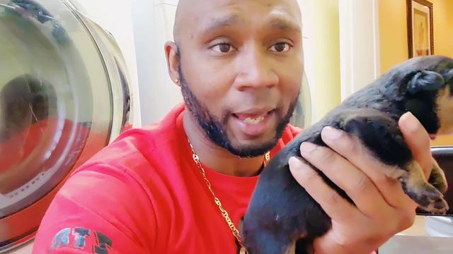 Consequences of Breeding a Dog Without Breeding Rights: What to Expect