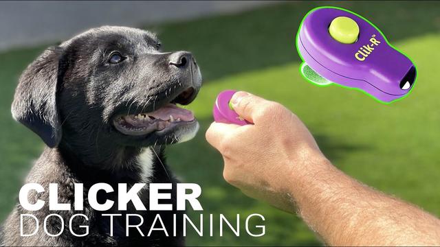 Diy Dog Clicker: A Step-by-Step Guide to Making Your Own Dog Training ...