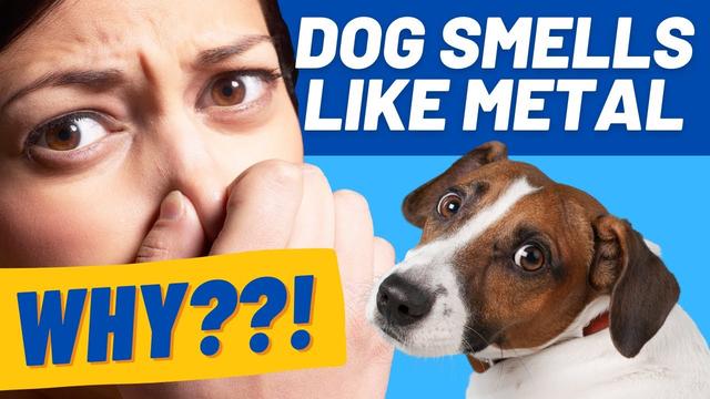 Why Does My Puppy's Breath Smell Like Metal: Possible Causes and Solutions