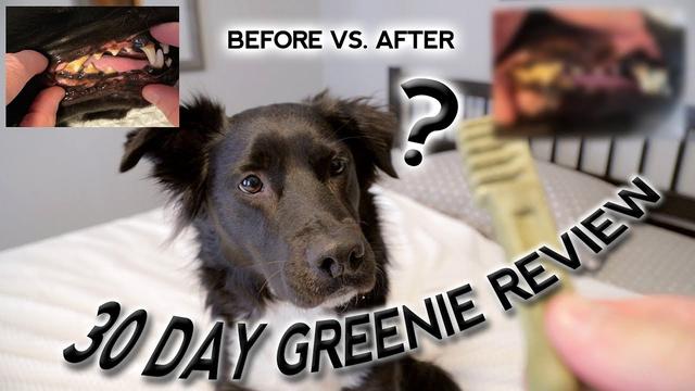 How Many Greenies Per Day: A Guide for Dog Owners