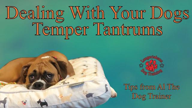 Understanding Why Dogs Throw Tantrums: Common Causes and How to Handle Them