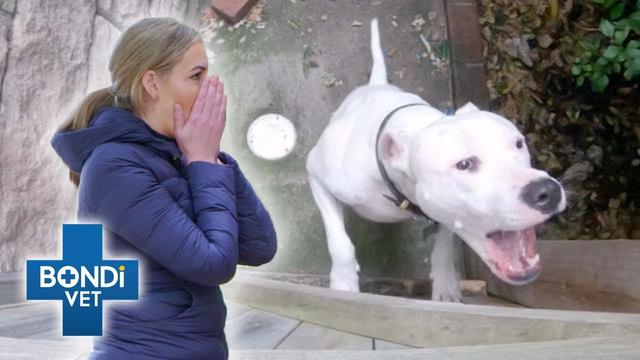 Pitbull Anxiety: Causes, Symptoms and How to Help
