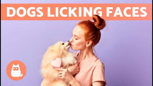 Understanding the Reasons why Dogs Lick Your Face in the Morning