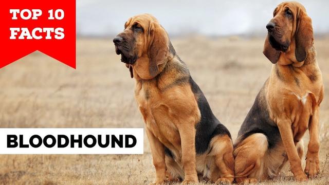 Why Are They Called Bloodhounds? Discover the Origins and History