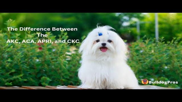 Is ACA Dog Bad: Debunking Myths and Exploring the Truth