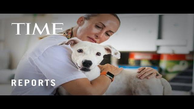 Perros Pit Bull En Adopción En Puerto Rico: ¡Encuentra Tu Nuevo Amigo ...