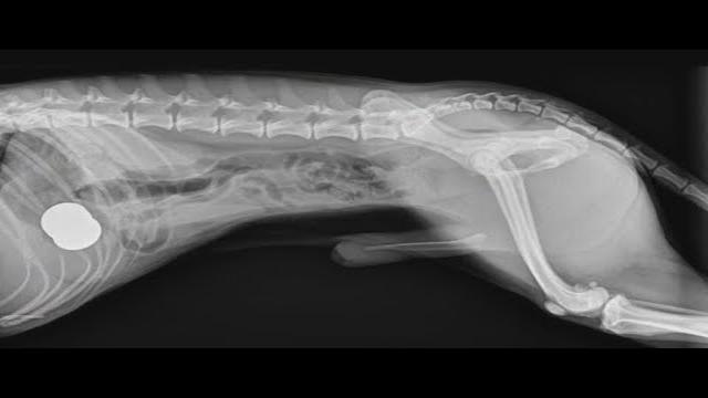 Signs Your Dog Ate Something Sharp: What to Look For