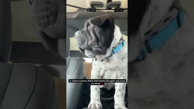 Learn all about the Mini Walrus dog breed: characteristics, history ...