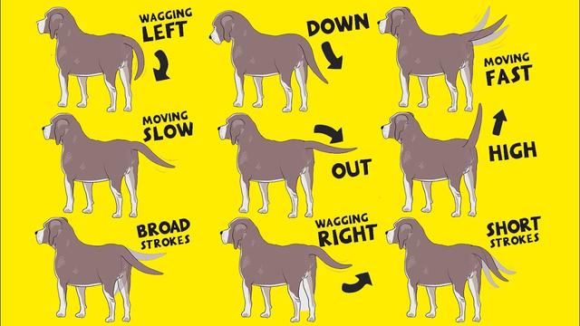 Dog Wagging Tail While Lying Down: What Does It Mean and How to ...