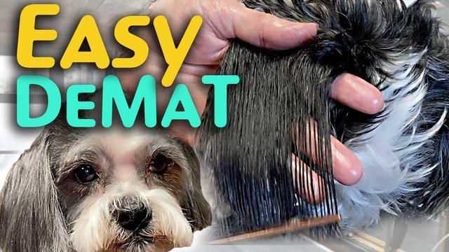 Tips for Gently Removing Matted Dog Hair Around Eyes - Step-by-Step Guide