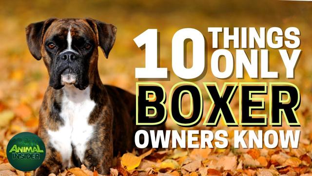 Do Boxers Smell? Understanding the Odor Potential of Boxer Dogs