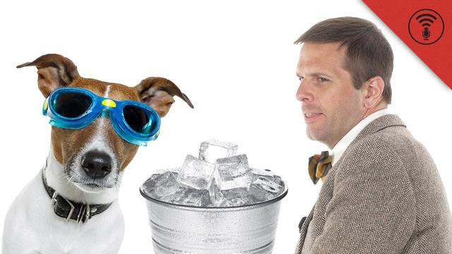 Why Does My Dog Like Ice: 5 Possible Reasons Explained