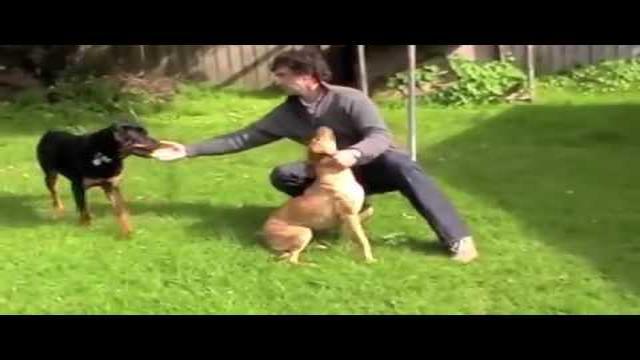 Dog Pinning Another Dog Down By Neck: Understanding Dominant Behavior