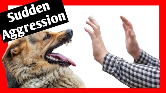 Understanding Sudden Dog Aggression: Reasons and Remedies
