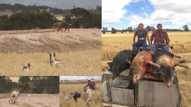 Australian Hog Dogs: The Ultimate Guide to Hunting with Australian Pig ...