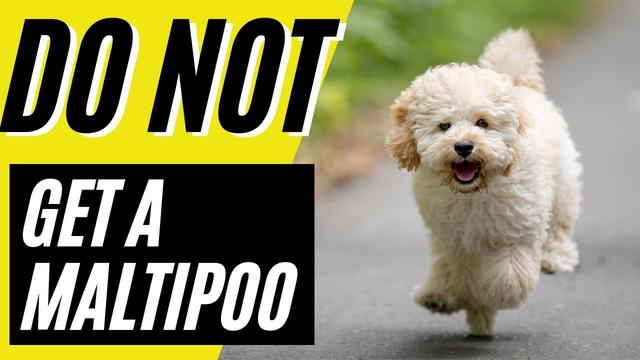 Everything You Need to Know About Maltipu Dogs