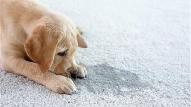 How To Use Spray To Stop Dog Scratching Carpet - Tips and Tricks