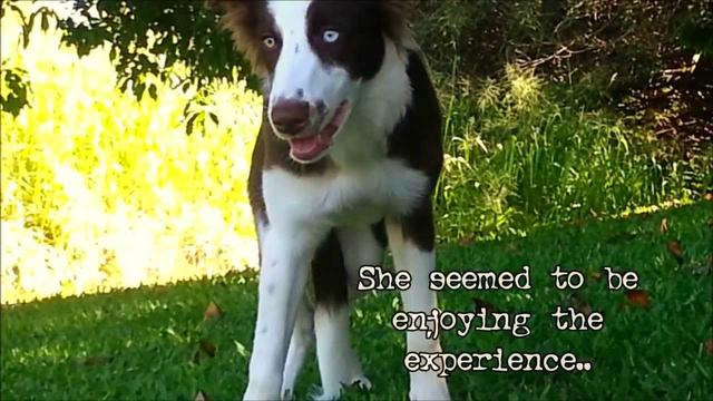 What to do if your dog ate a Magic Eraser: A comprehensive guide