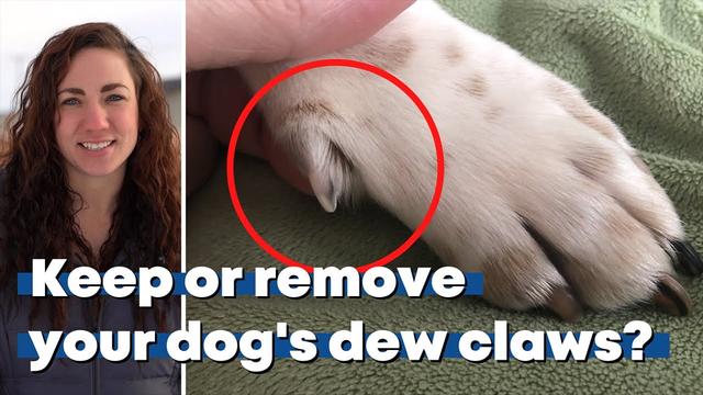How Much To Declaw a Dog: Cost and Considerations