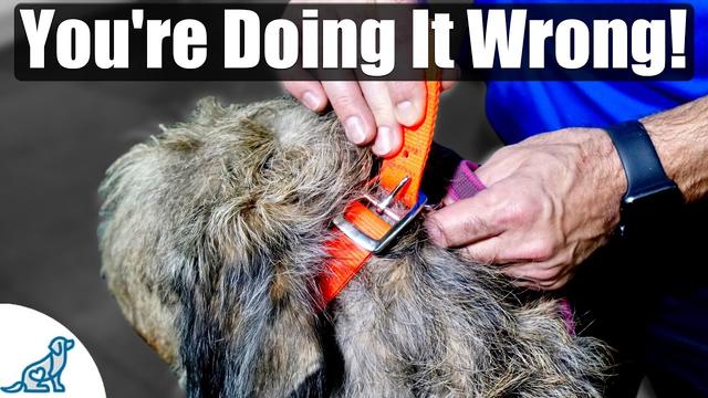 When To Put A Collar On A Puppy - The Best Time and Age to Introduce a ...