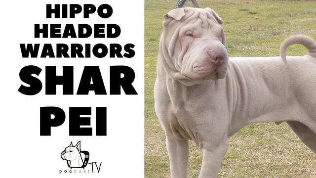 Shar Pei Fully Grown: Size, Temperament, and Care Guide
