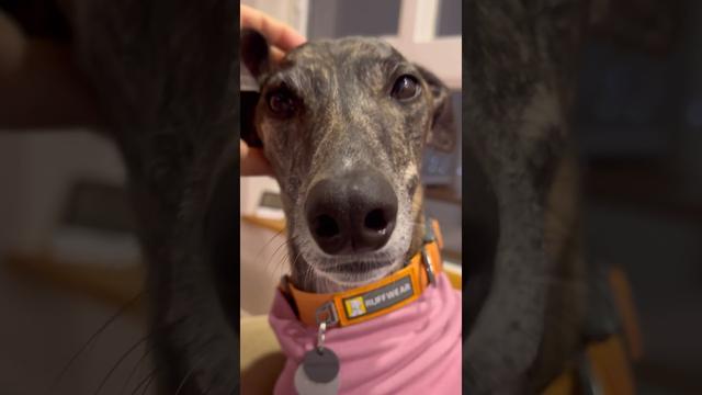 Comprender las diferentes posiciones de las orejas de los galgos italianos