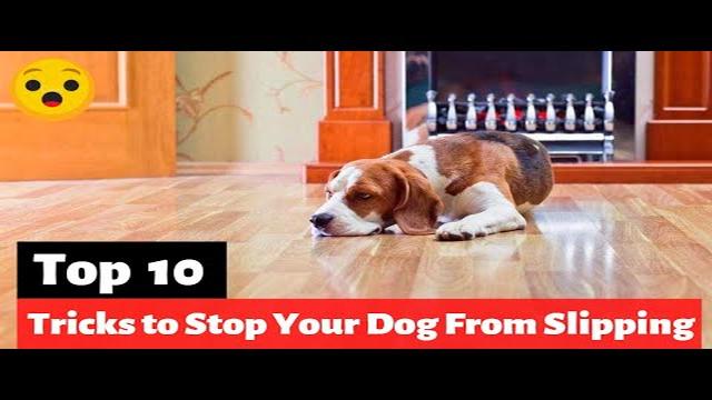 Are Slippery Floors Bad For Puppies? The Potential Risks and How to ...